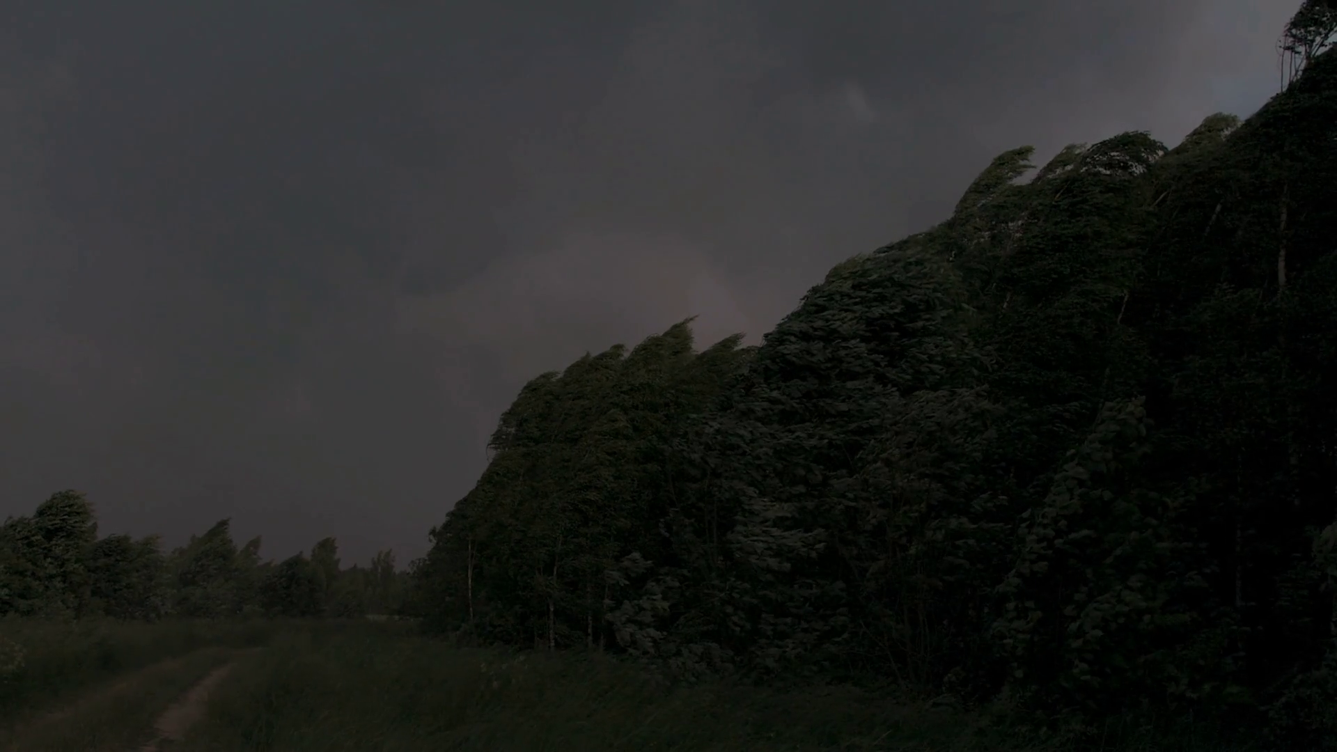 Strong Wind Shakes Trees In Forest In Cloudy Stock Footage SBV ...