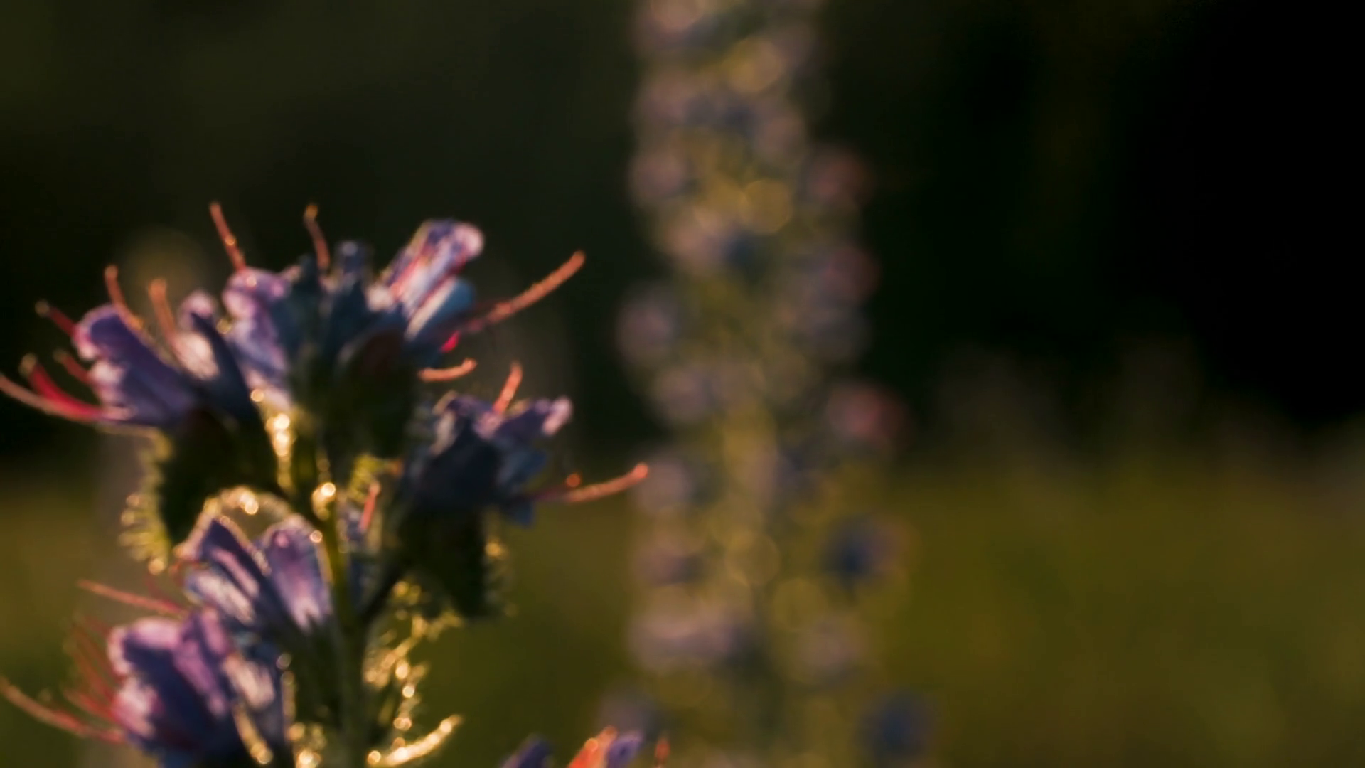 Close-up Of Beautiful Wild Flower With Stock Footage SBV-348666093 ...