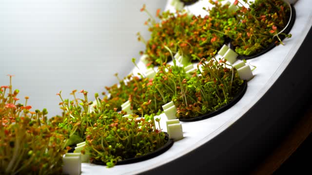 Vertical Farming Indoor Microgreens Stock Footage: Royalty-Free Video ...