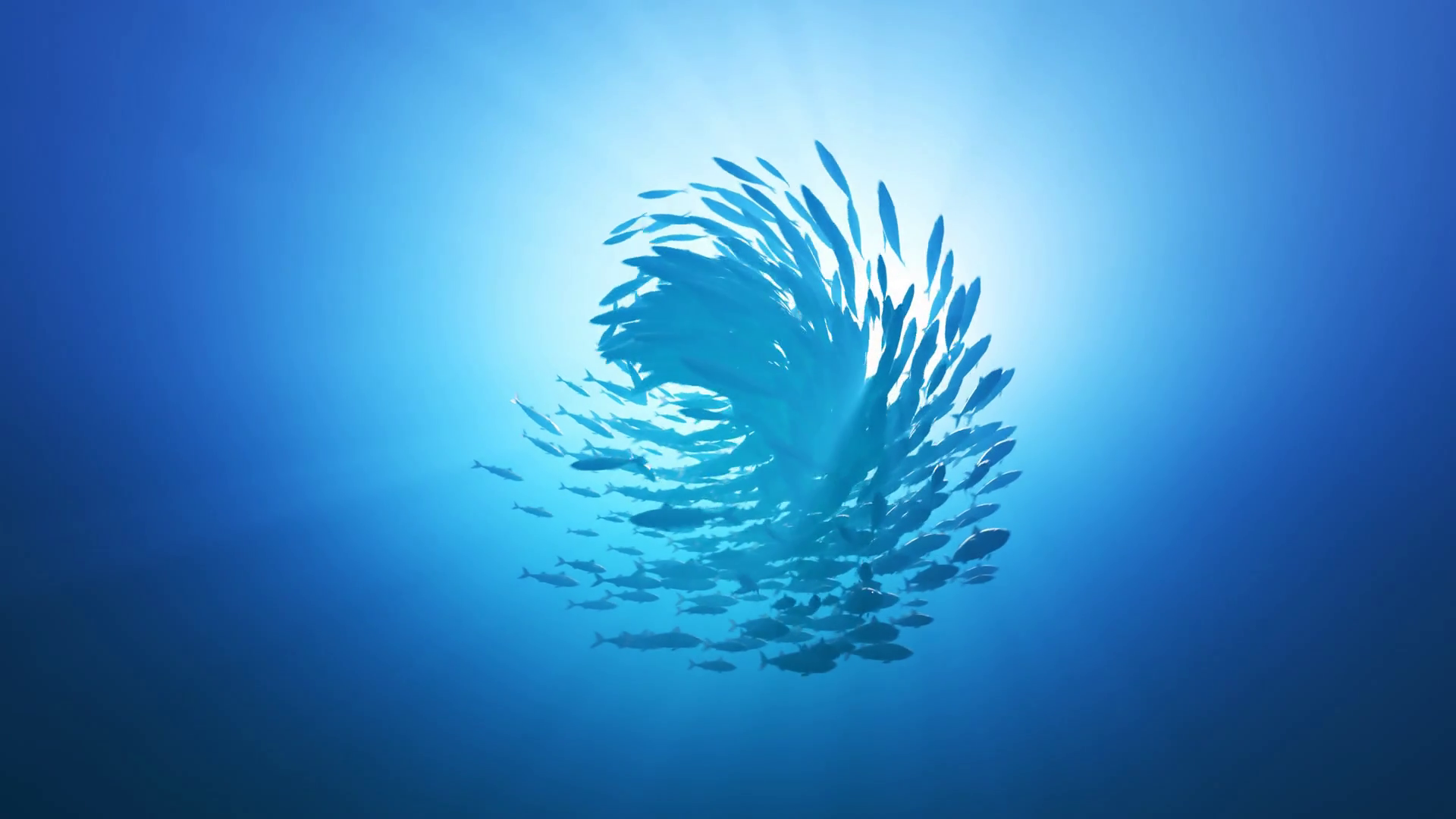 Fish Flock In Dark Ocean Water Underwater Stock Motion Graphics SBV ...