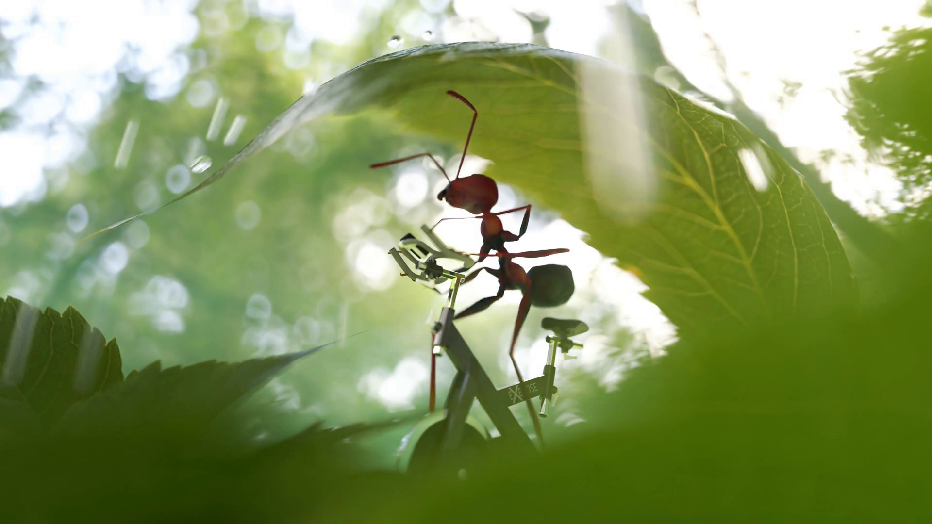 Ant Is Doing Physical Exercises On Stock Motion Graphics SBV-347596919 ...