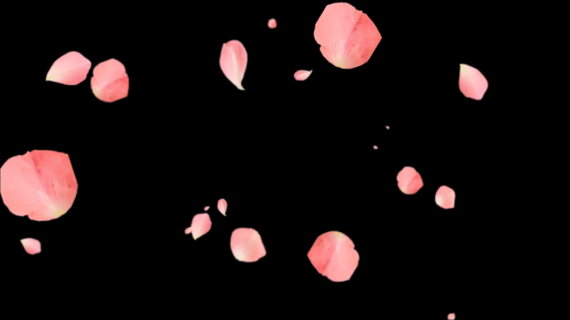 Rose Flower Petals Falling Alpha Is Ready Stock Motion Graphics SBV ...