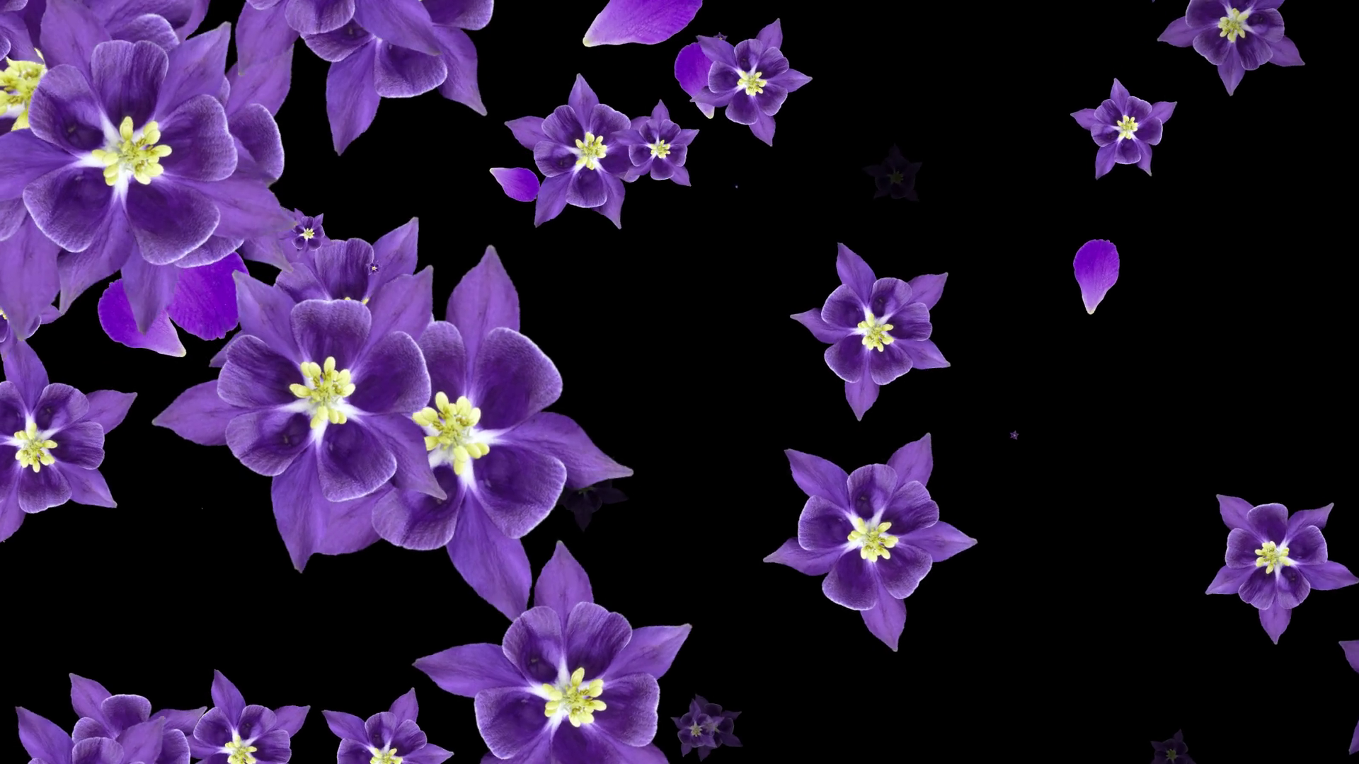 Flowers Falling Seamless Loop Alpha Seamless Stock Motion Graphics SBV ...