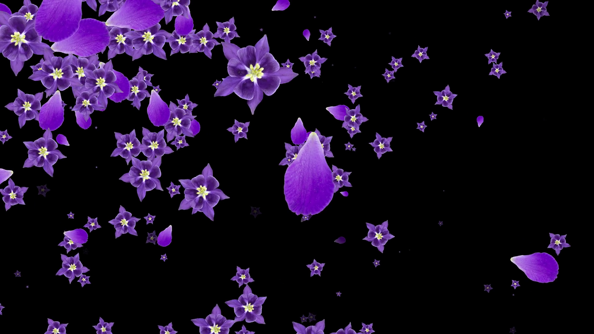 Flowers Falling Seamless Loop Alpha Seamless Stock Motion Graphics SBV ...