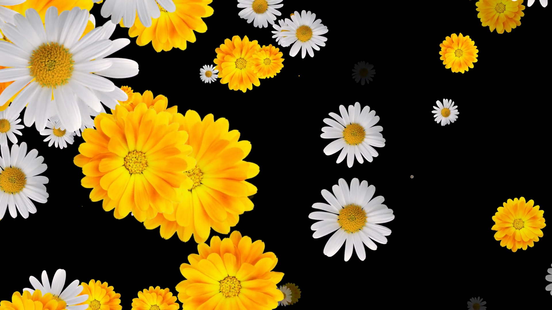 Flowers Falling Seamless Loop Alpha Seamless Stock Motion Graphics SBV ...