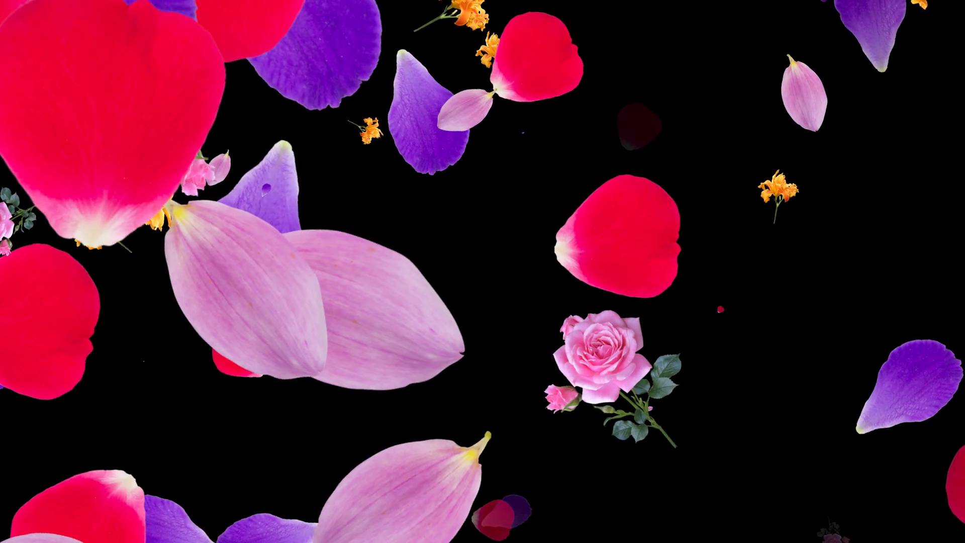 Flowers Falling Seamless Loop Alpha Seamless Stock Motion Graphics SBV ...