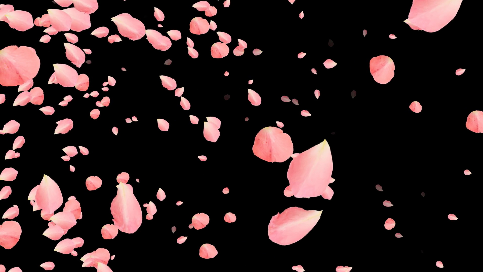 Sakura Cherry Blossom Petals Falling Loop Stock Motion Graphics SBV ...