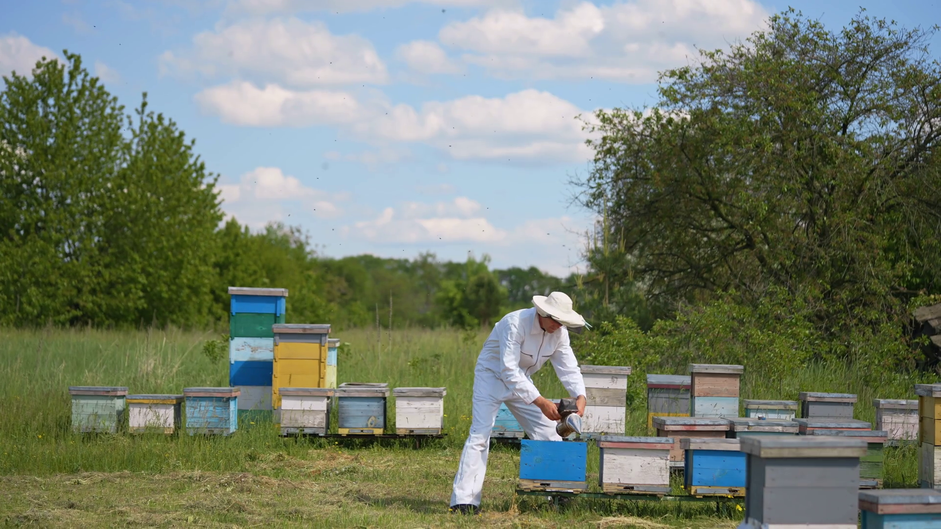 Male Beekeeper Working With Beehives Stock Footage SBV-352983108 ...