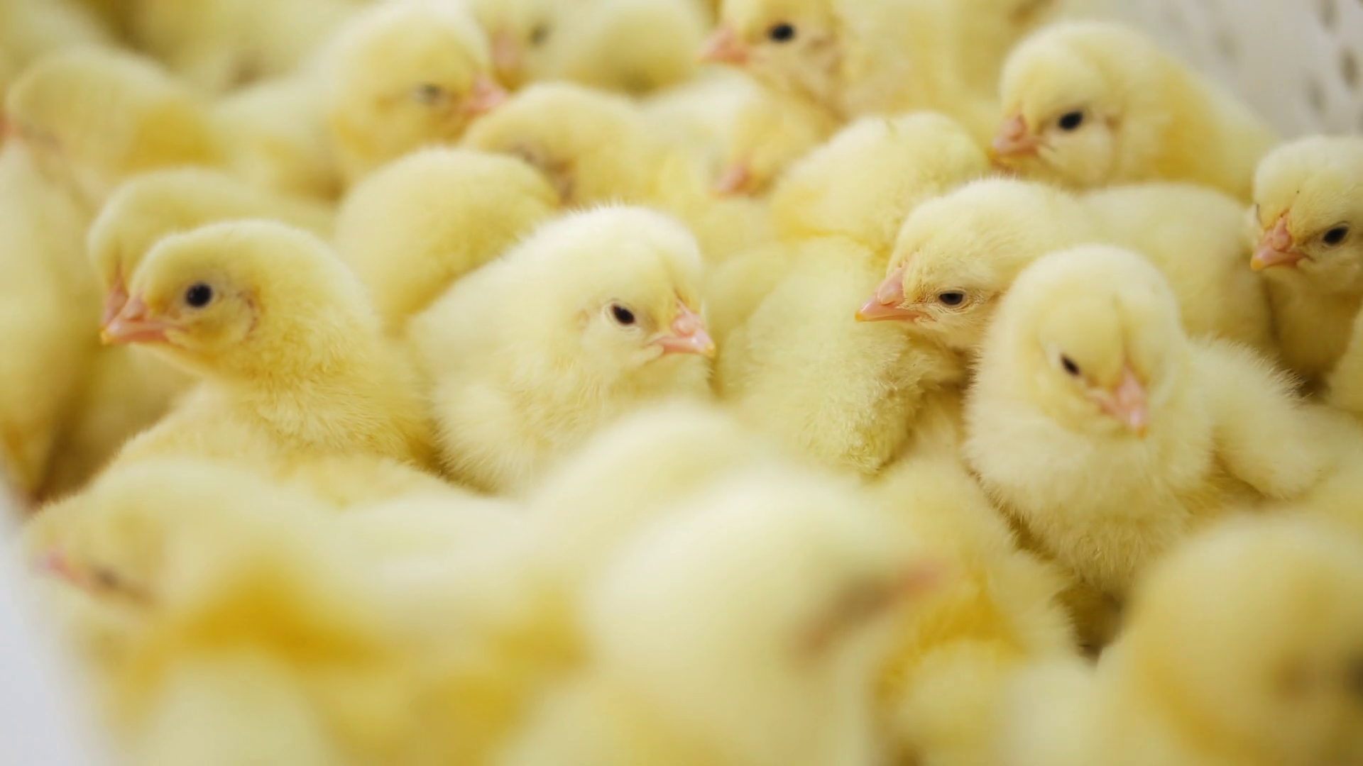 Bunch Of Adorable Yellow Chicks Moving Stock Footage SBV-352416329 ...