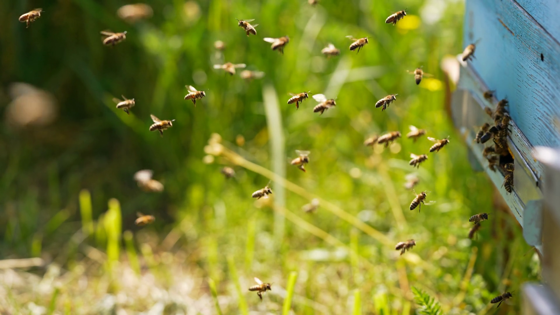 Busy Bees Coming Back To Bee Hive Bringing Stock Footage SBV-353060433 ...