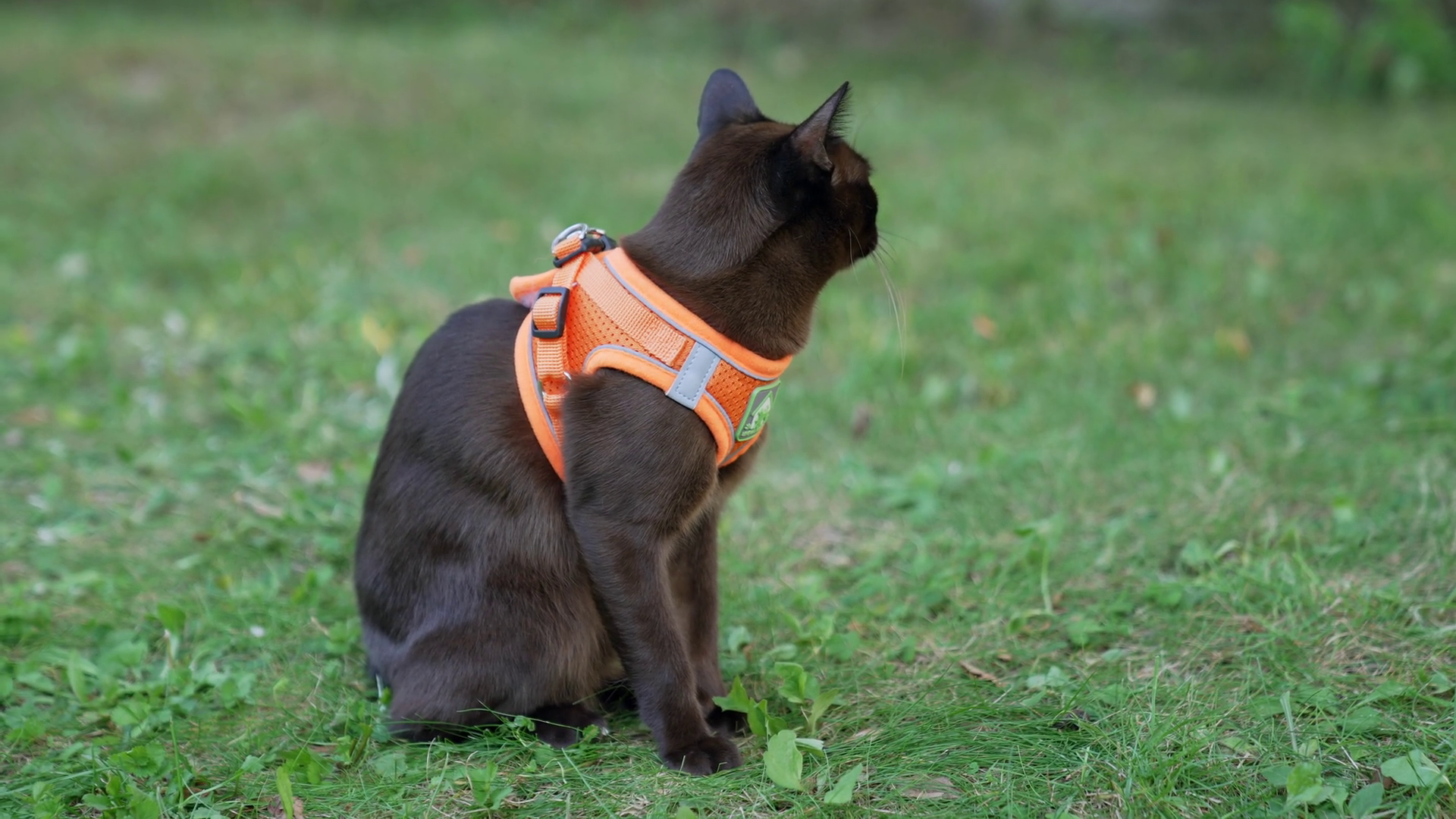 Calm Peaceful Black Cat Sitting On Green Stock Footage SBV-353009316 ...