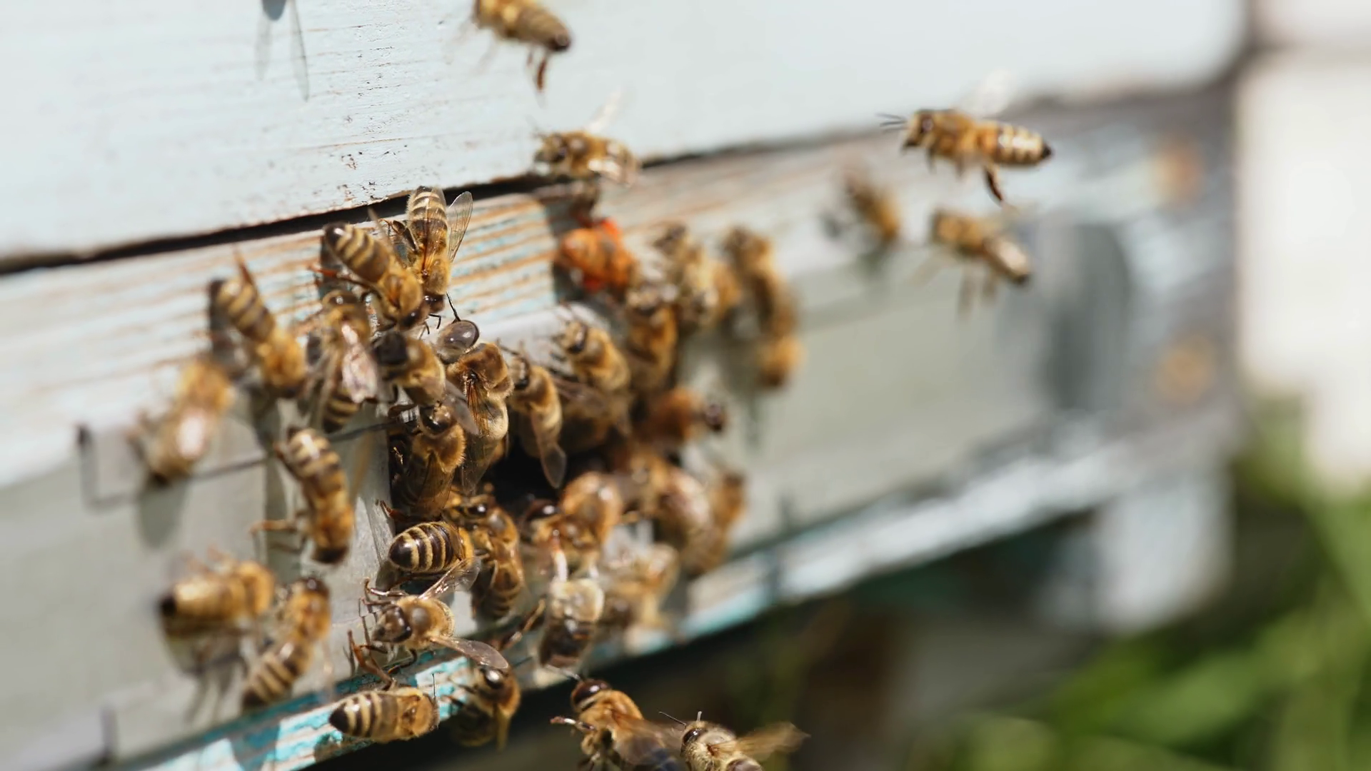 Bees Flying Arround Beehive Close Up Of Stock Footage SBV-352982987 ...