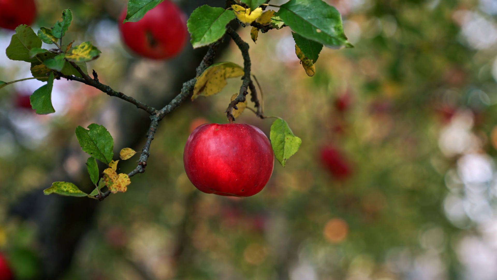 Delicious Ripe Red Apple Hanging On Branch Stock Footage SBV-353009156 ...
