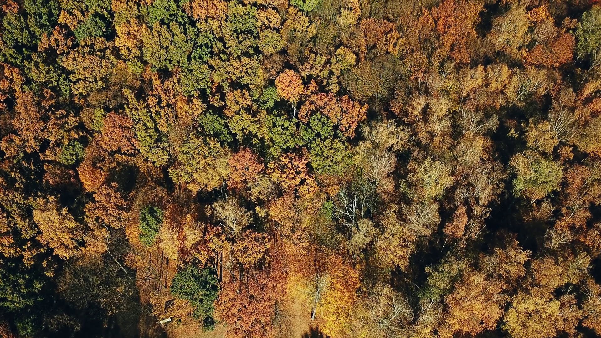 Drone Shot Aerial Forest High Angle Overfly Stock Footage SBV-352983768 ...