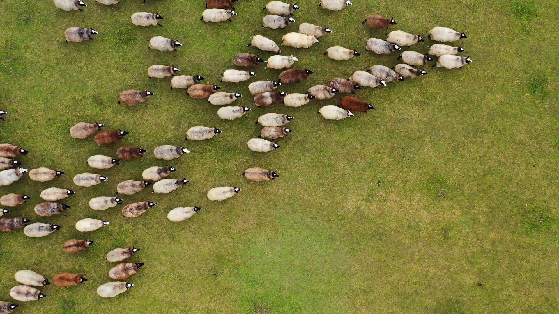 Flock Of Sheep In Green Meadow Aerial View Stock Footage SBV-352784134 ...