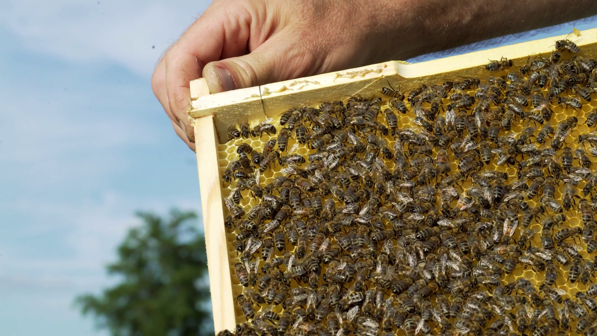 Man Holding Honeycomb Full Of Bees Close Up Stock Footage SBV-353260639 ...