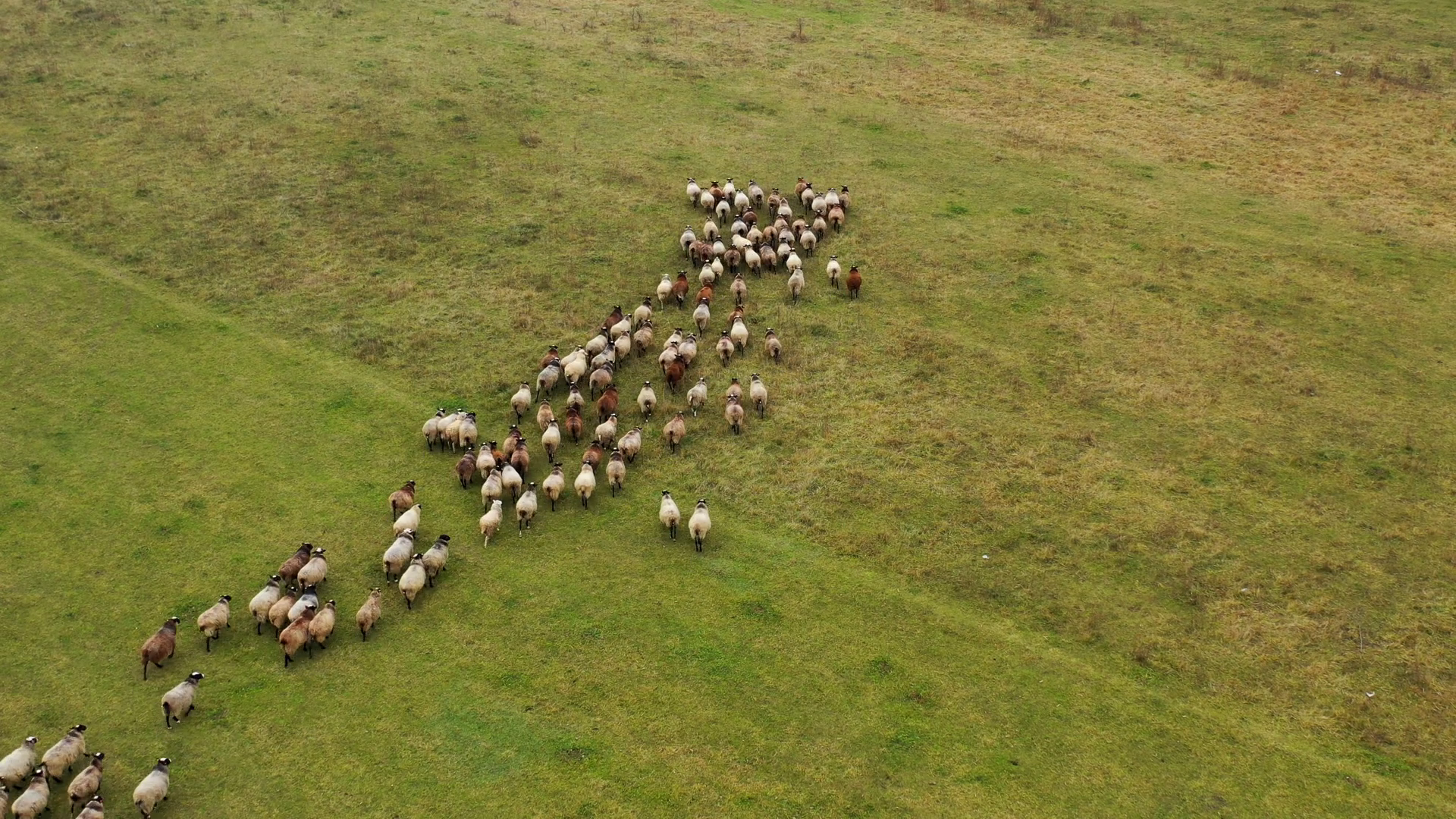 Herd Of Sheep Moving Flock On Meadow Group Stock Footage SBV-353023900 ...
