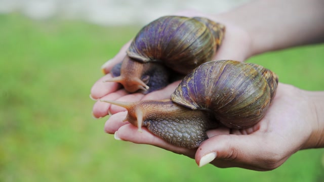 Mucus | Animals stock footage - Storyblocks