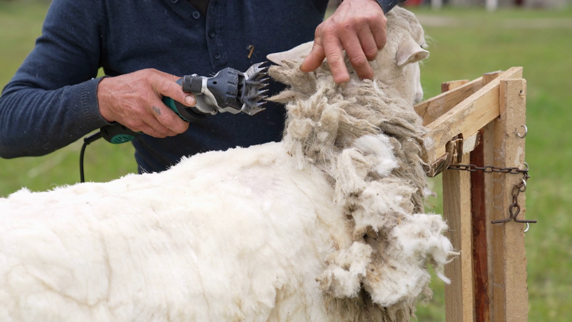 Man Is Cutting Soft Wool From Sheep Farmer Stock Footage SBV-353061396 ...