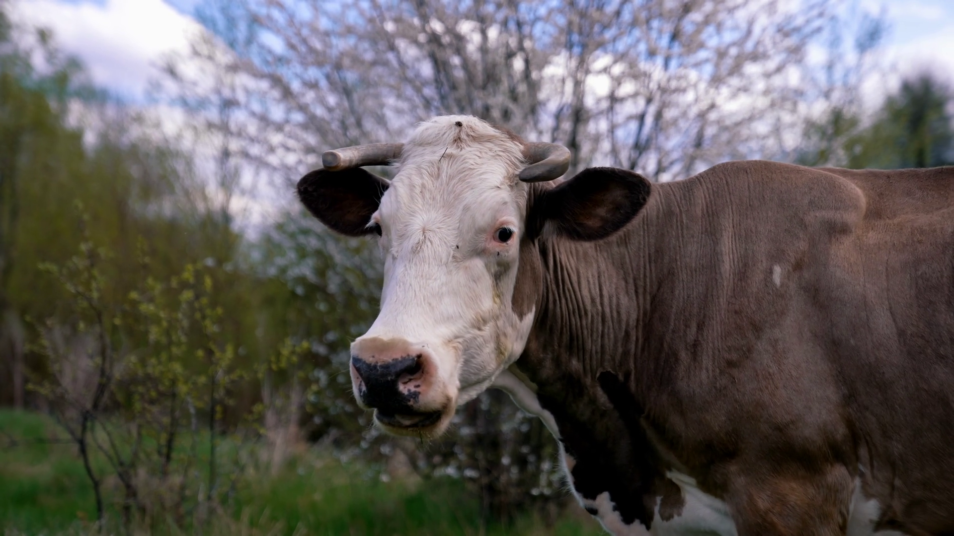 Milky Cow With Horns Outdoors In Spring Stock Footage SBV-353019150 ...