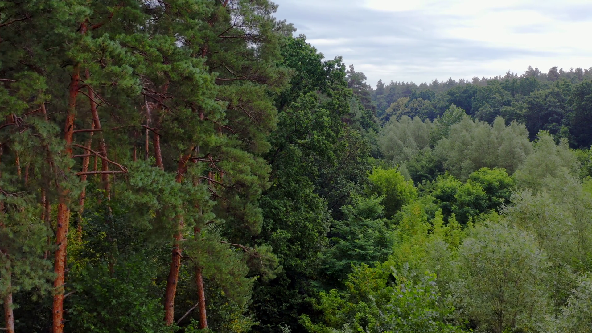 Nature Background Tall Short Trees In Forest Stock Footage SBV ...