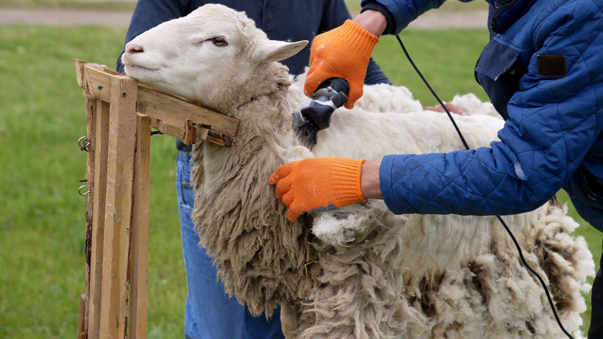 Farmer Cutting Wool On Sheep Process Of Stock Footage SBV-352978547 ...