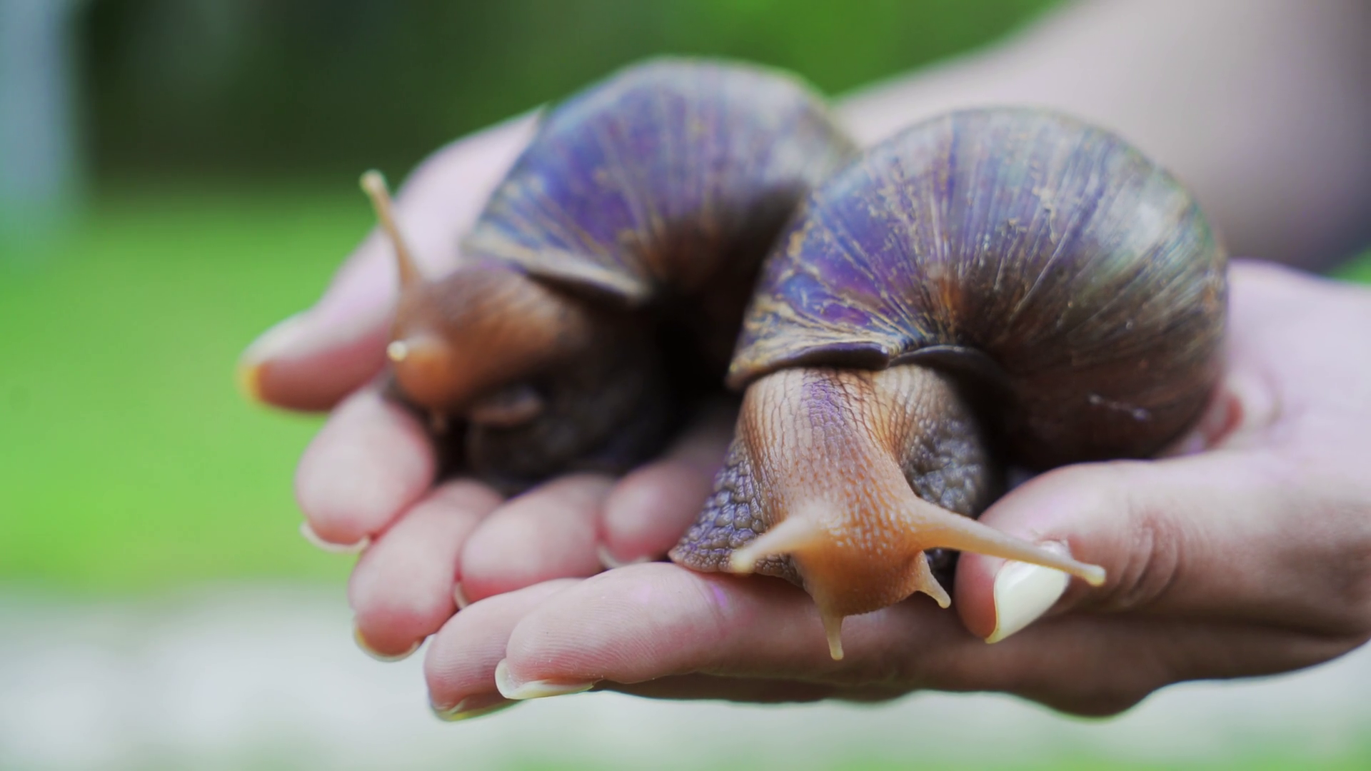 Two Giant Snails In Human Hands Domestic Stock Footage SBV-352466421 ...