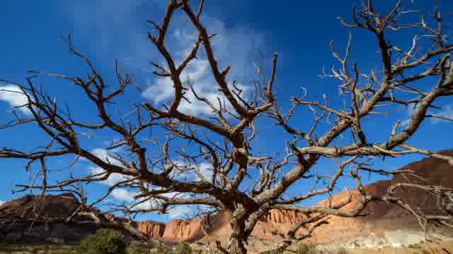 Barren Branch Stock Footage: Royalty-Free Video Clips - Storyblocks