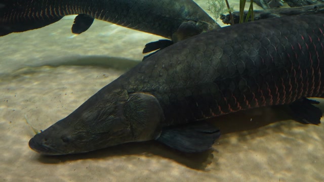 Predator Fish Stock Footage: Royalty-Free Video Clips - Storyblocks