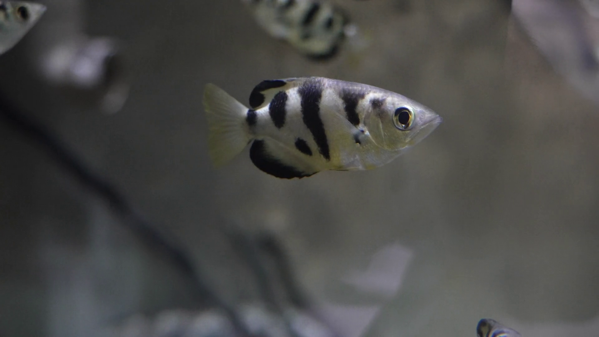 Archerfish Underwater At Aquarium Slowly Stock Footage SBV-348407382 ...