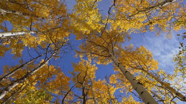 Spinning Tree Stock Footage: Royalty-Free Video Clips - Storyblocks