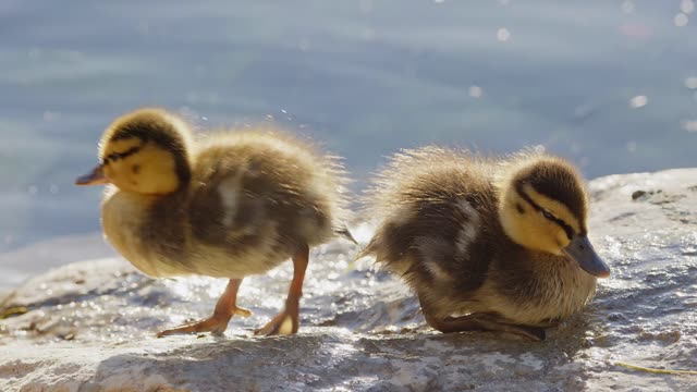 Shaking Animals Stock Footage: Royalty-Free Video Clips - Storyblocks