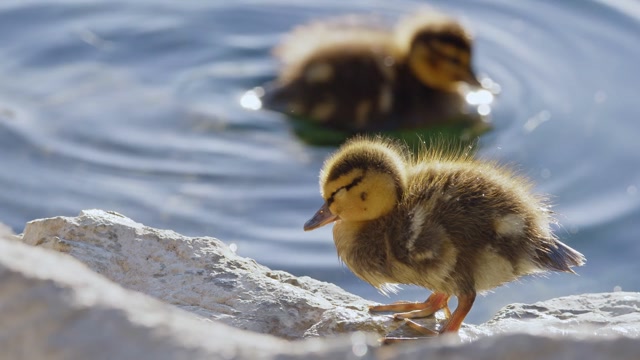 Baby Duck Stock Footage: Royalty-Free Video Clips - Storyblocks