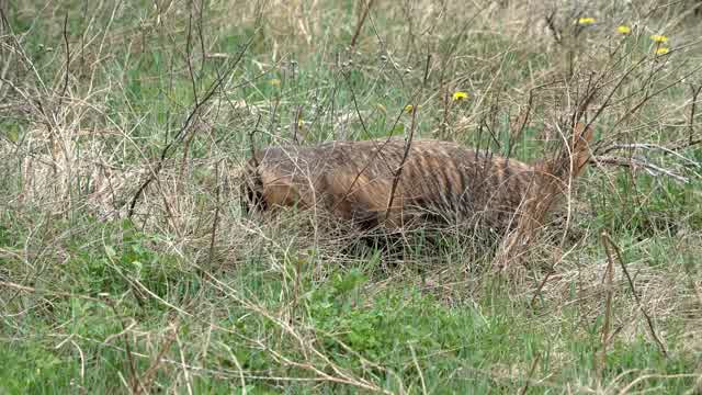 Predator Eating Prey Stock Footage: Royalty-Free Video Clips - Storyblocks