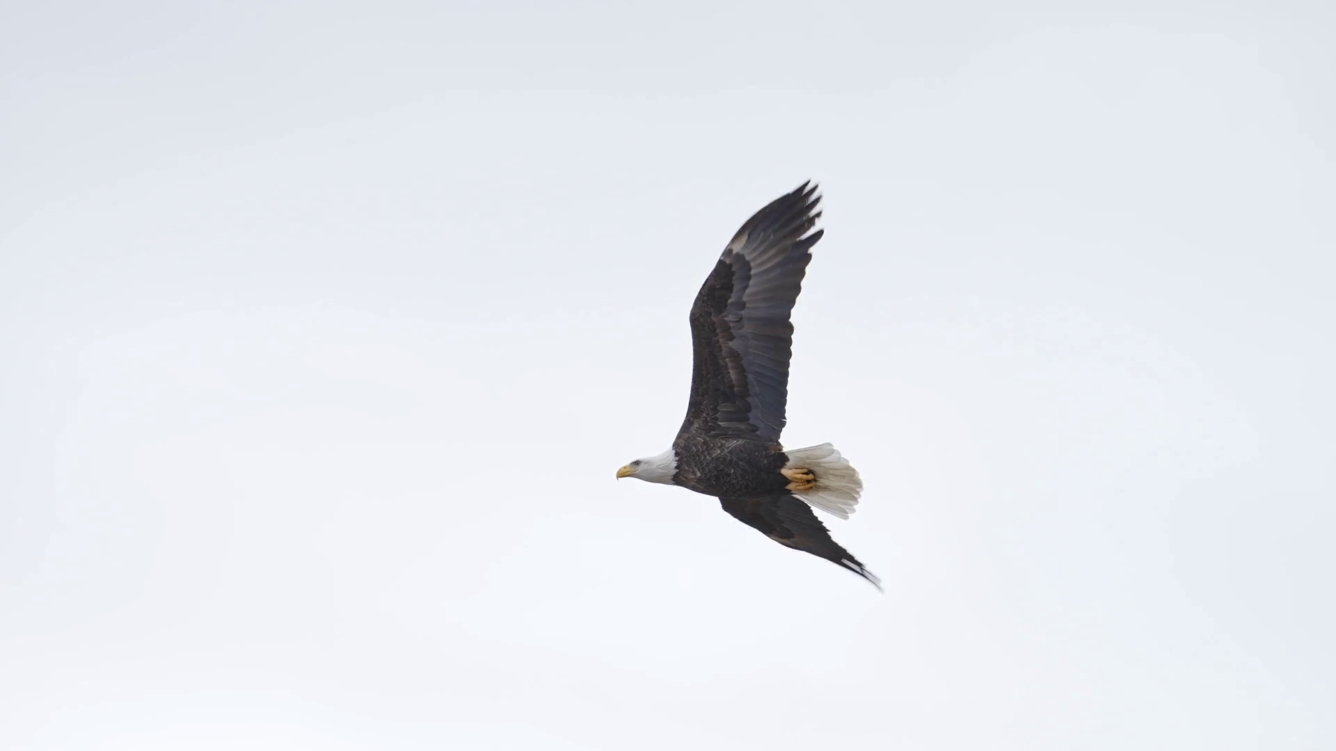 Bald Eagle Gliding Around Through Sky Flying Stock Footage SBV ...
