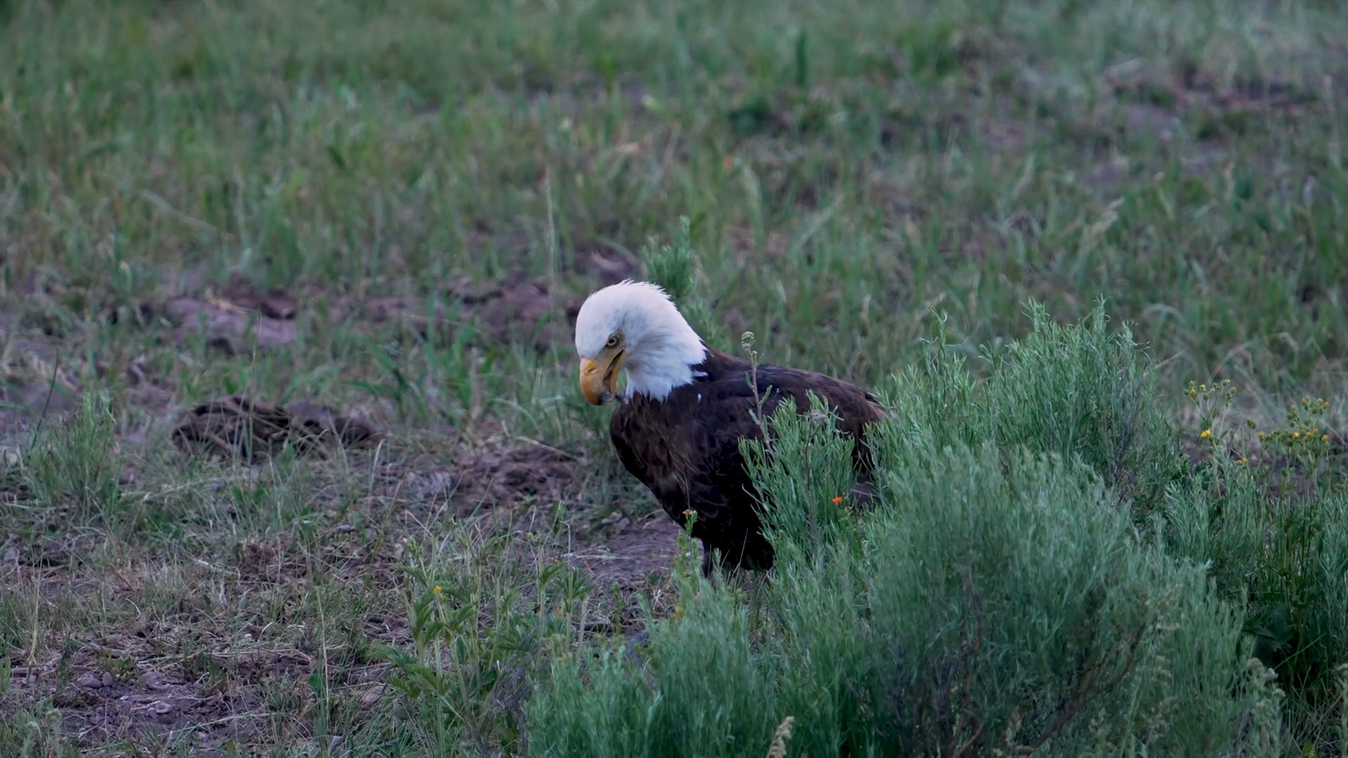 Bald Eagle Sitting On Ground In Brush In Stock Footage SBV-352417152 ...