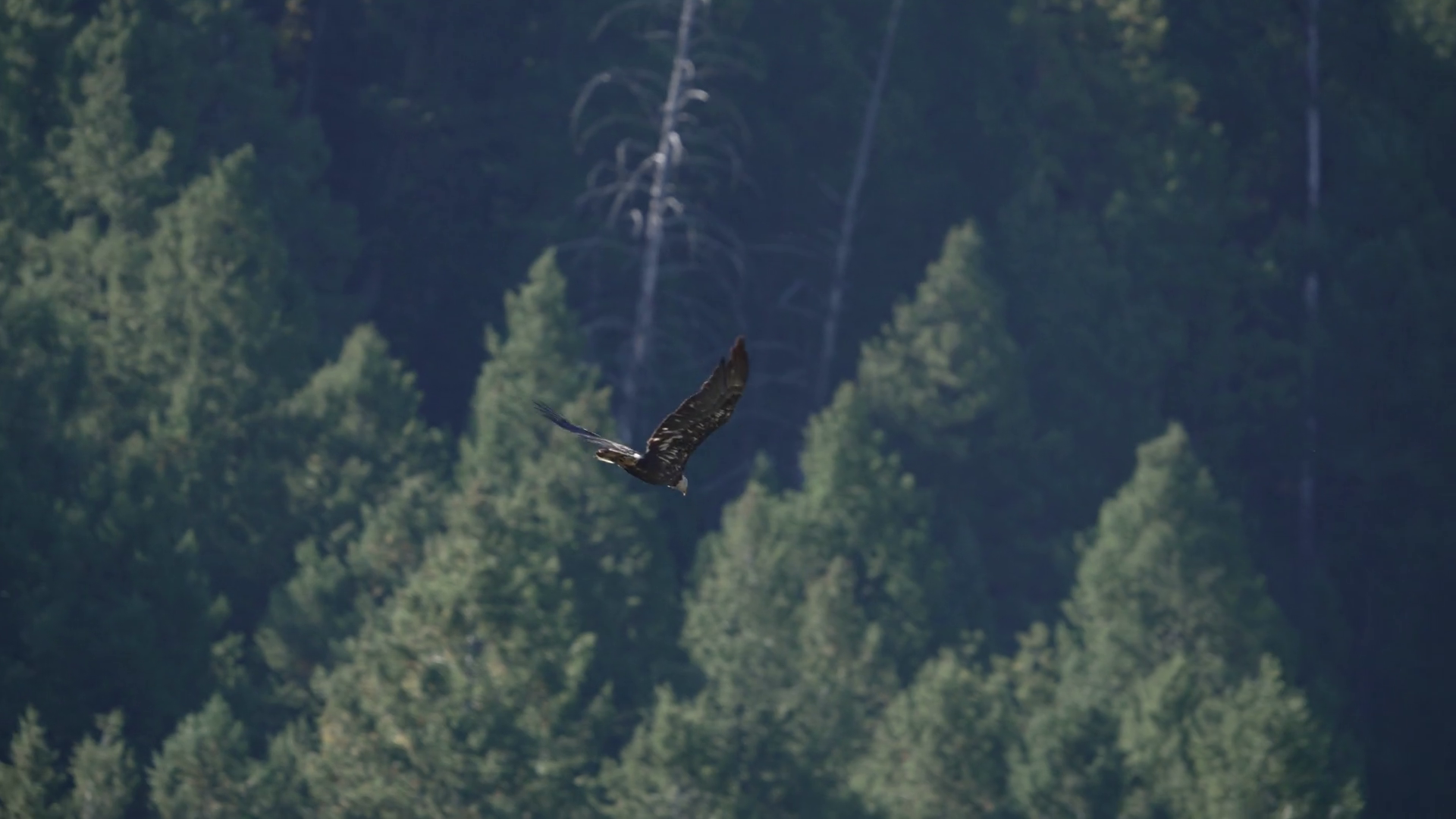 Bald Eagle Flying In Slow Motion Through Stock Footage SBV-348588731 ...
