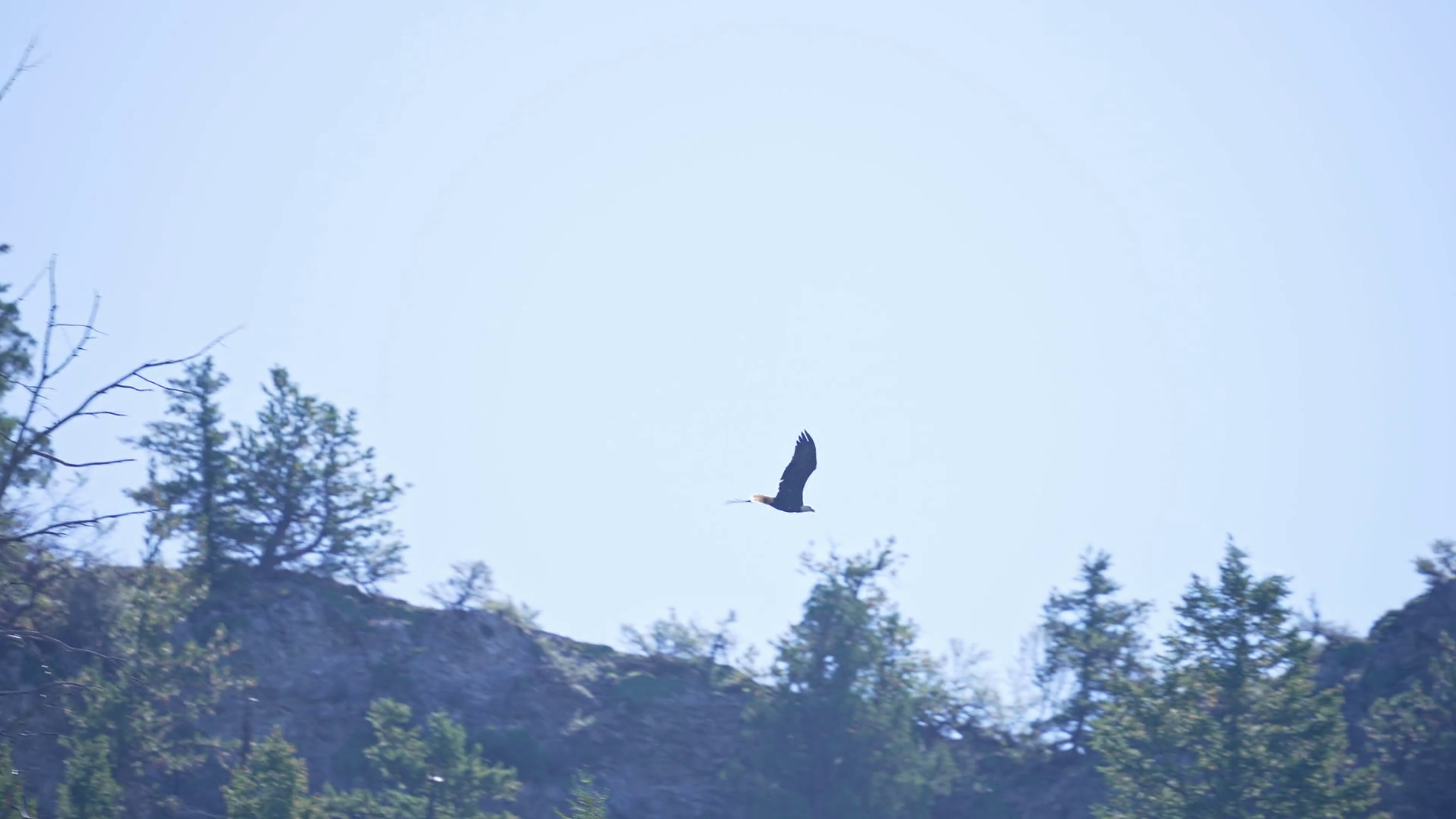 Bald Eagle Flying In Sky Over Pine Trees In Stock Footage SBV-348588742 ...