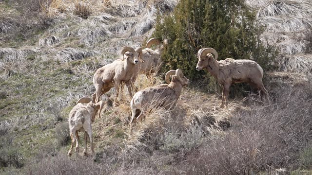 Rams Fighting Stock Footage: Royalty-Free Video Clips - Storyblocks