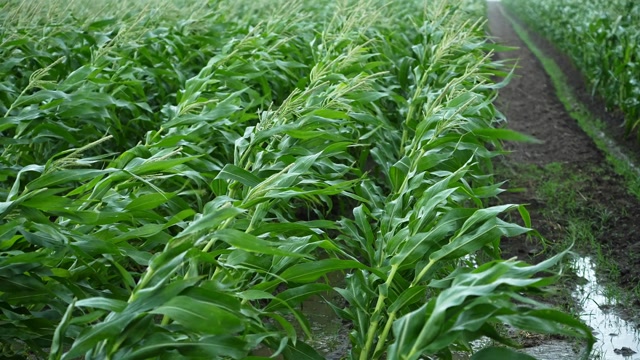 Corn Plants Stock Footage: Royalty-Free Video Clips - Storyblocks