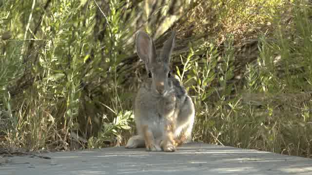 Spooked Animals Stock Footage: Royalty-Free Video Clips - Storyblocks