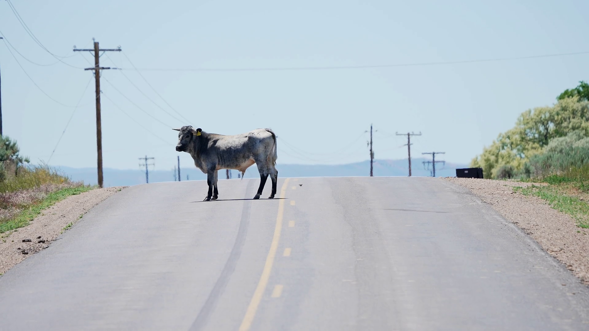 Loose Bull Walking On Road In Wyoming Moves Stock Footage SBV-348408398 ...