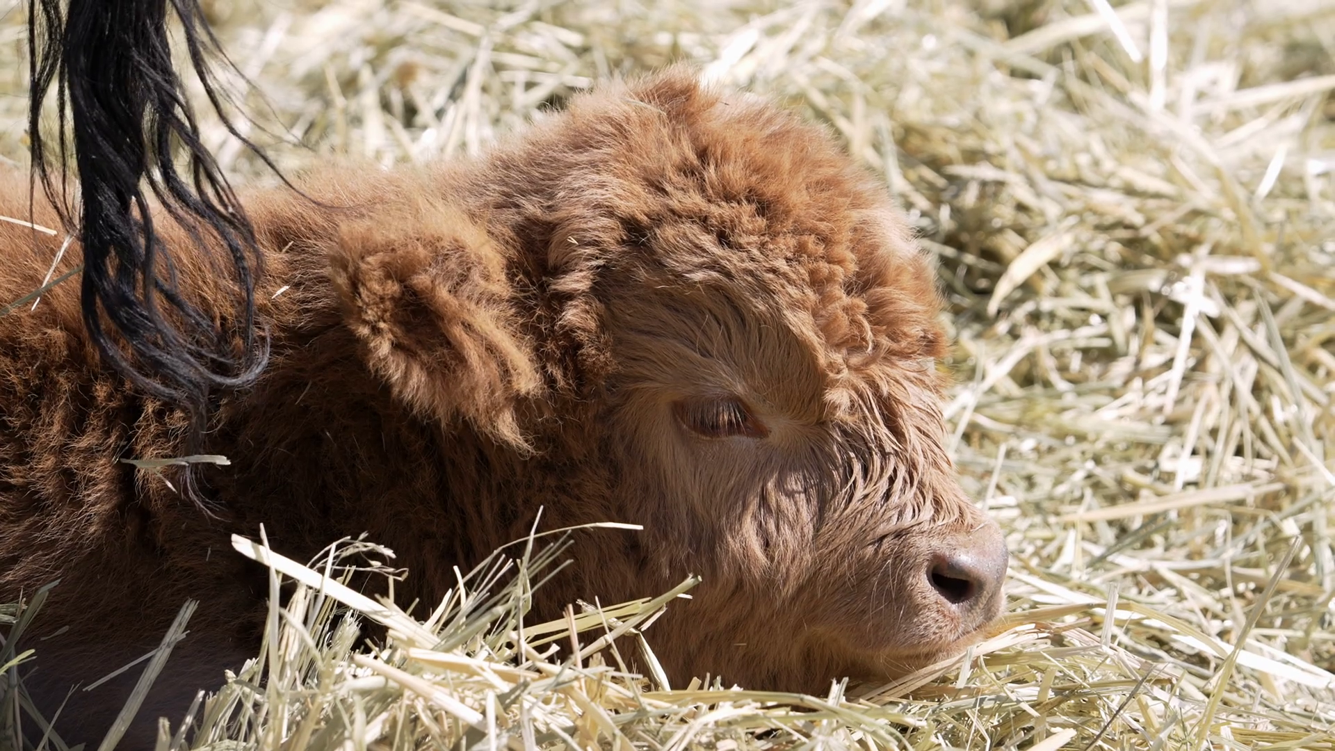 Close Up Of Highland Cow Calf Napping In Stock Footage SBV-348408401 ...