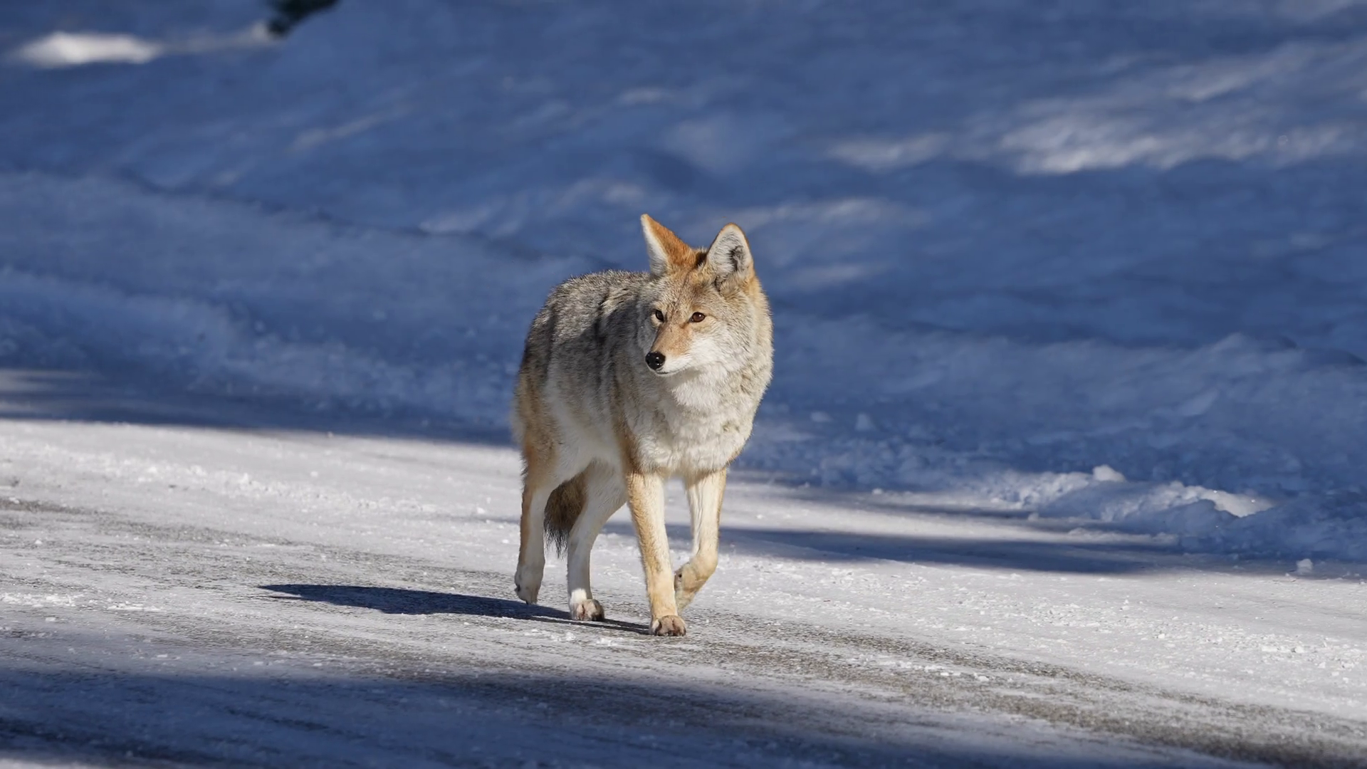 Coyote During Winter In Grand Tetons Stock Footage SBV-347796568 ...