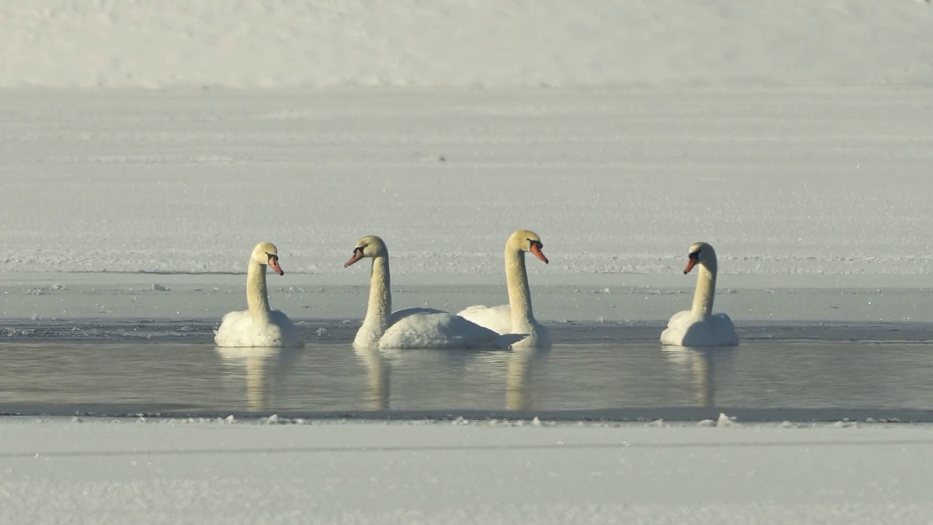 Mute Swans Floating In Open Water During Stock Footage SBV-348627435 ...