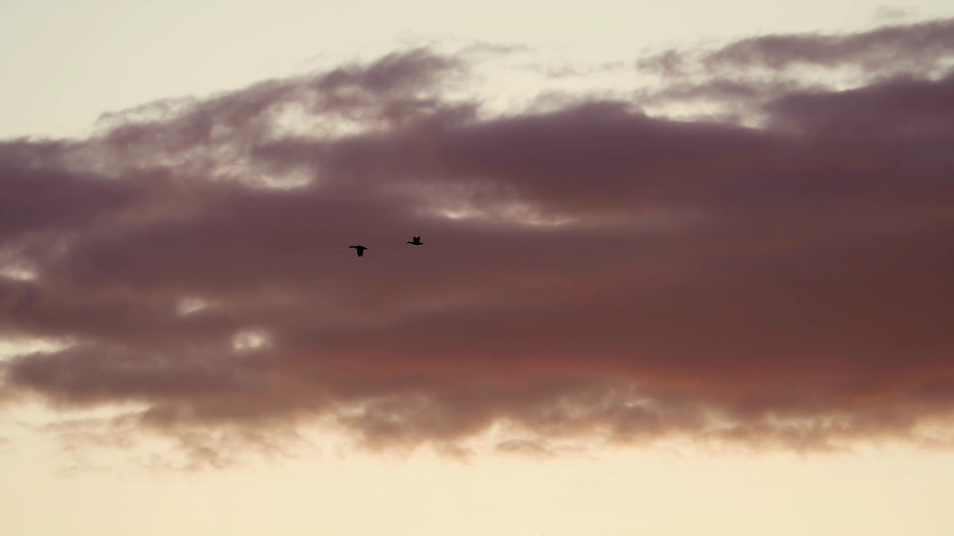 Pair Of Ducks Flying Through Sky Against Stock Footage SBV-352164614 ...
