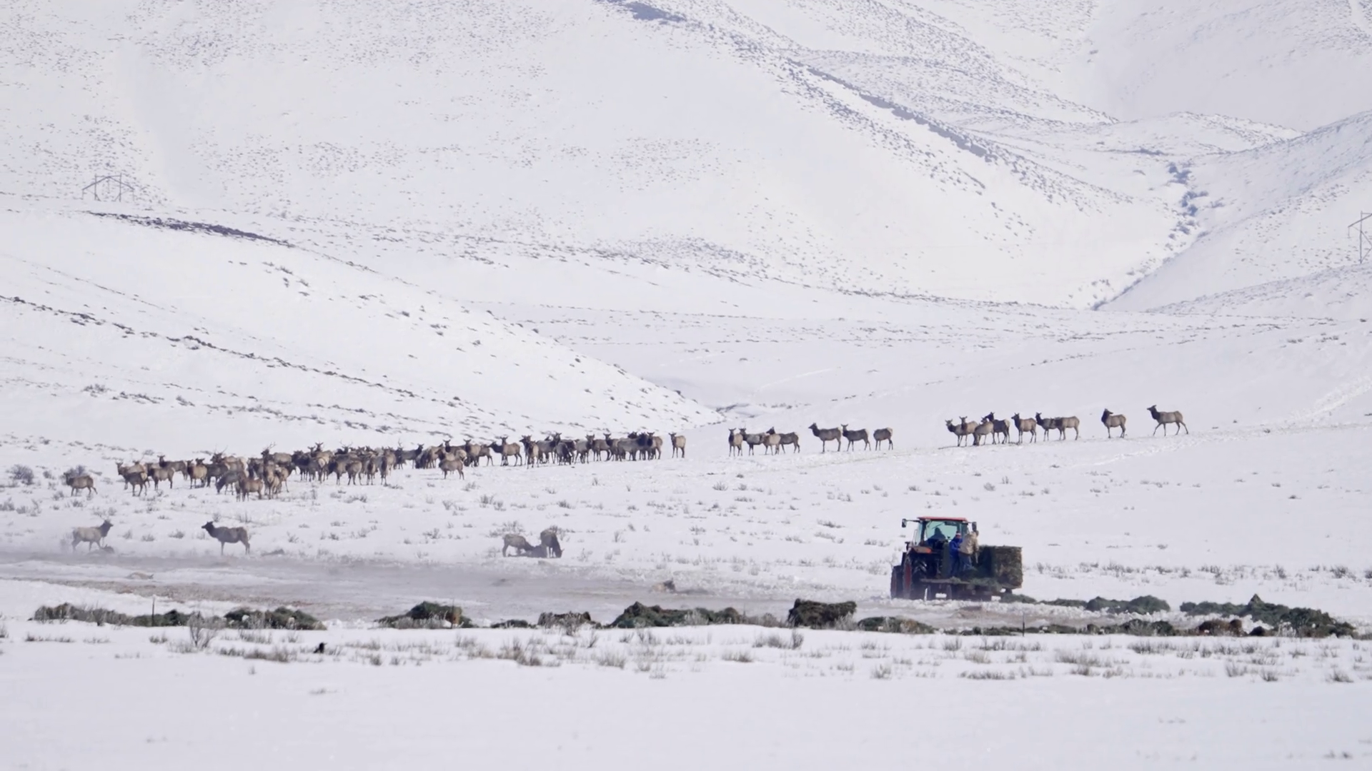 Tractor Taking Hay To Starving Elk Herd Stock Footage SBV-348409080 ...