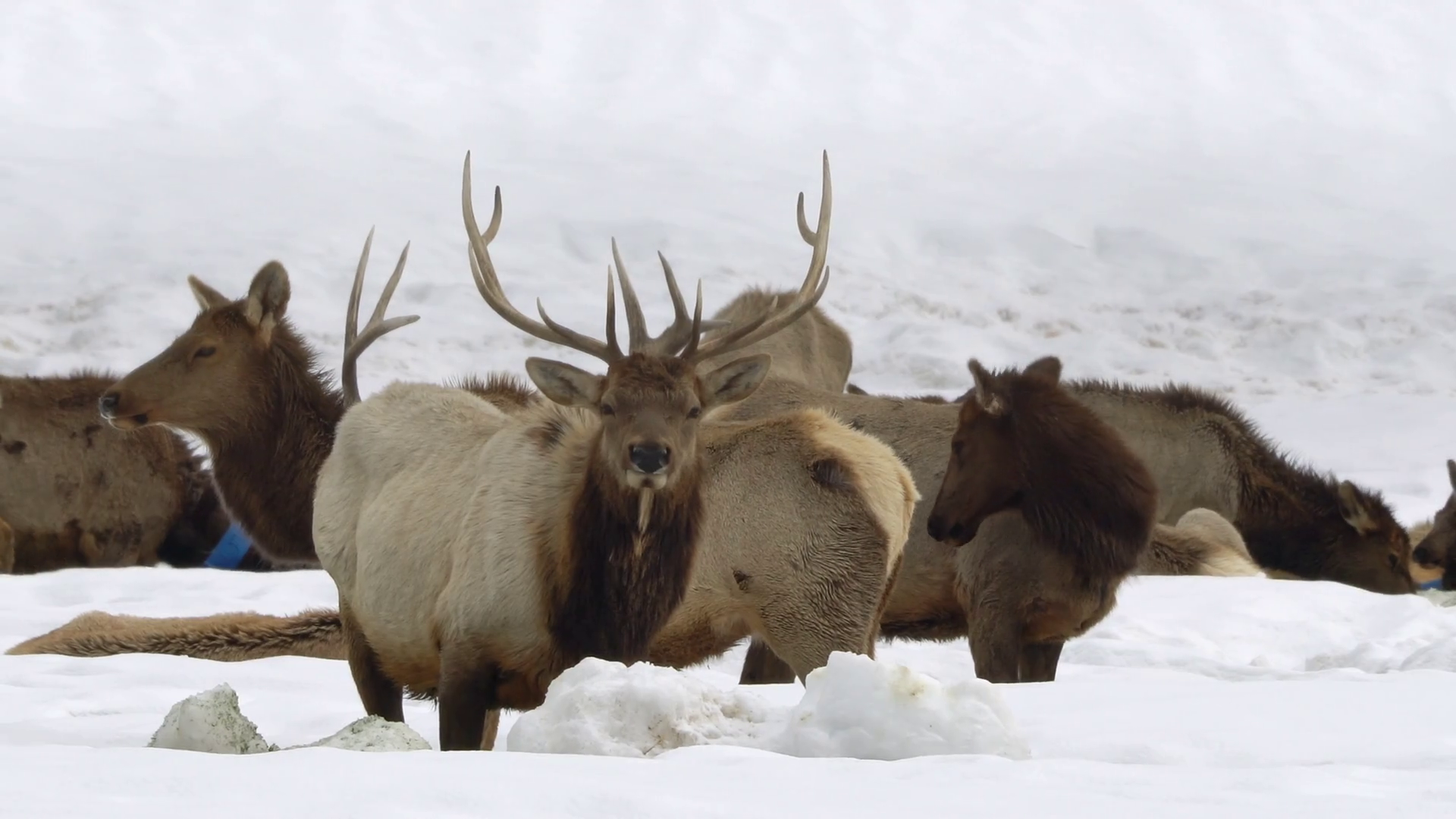Bull Elk Looking Up Grazing In Herd Through Stock Footage SBV-348627689 ...