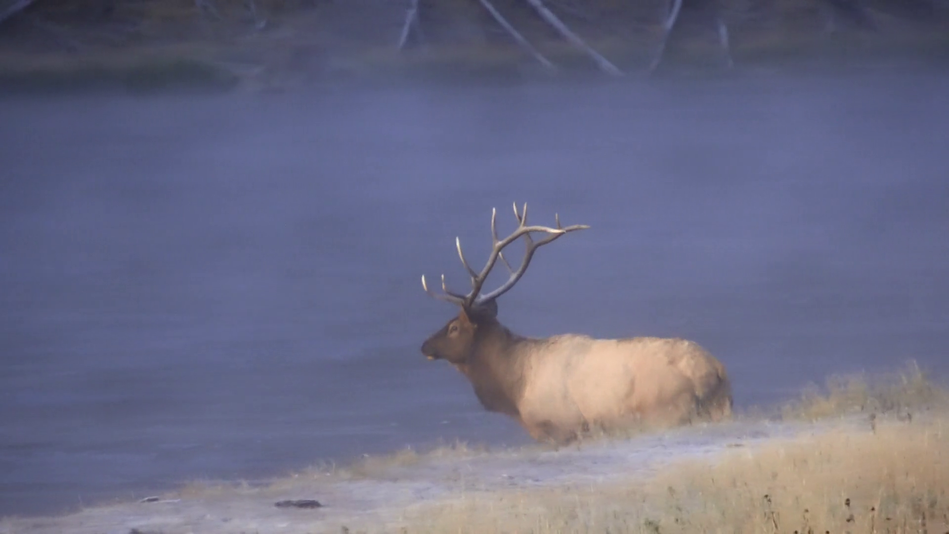 Bull Elk Crossing River On Cold Morning At Stock Footage SBV-348695755 ...