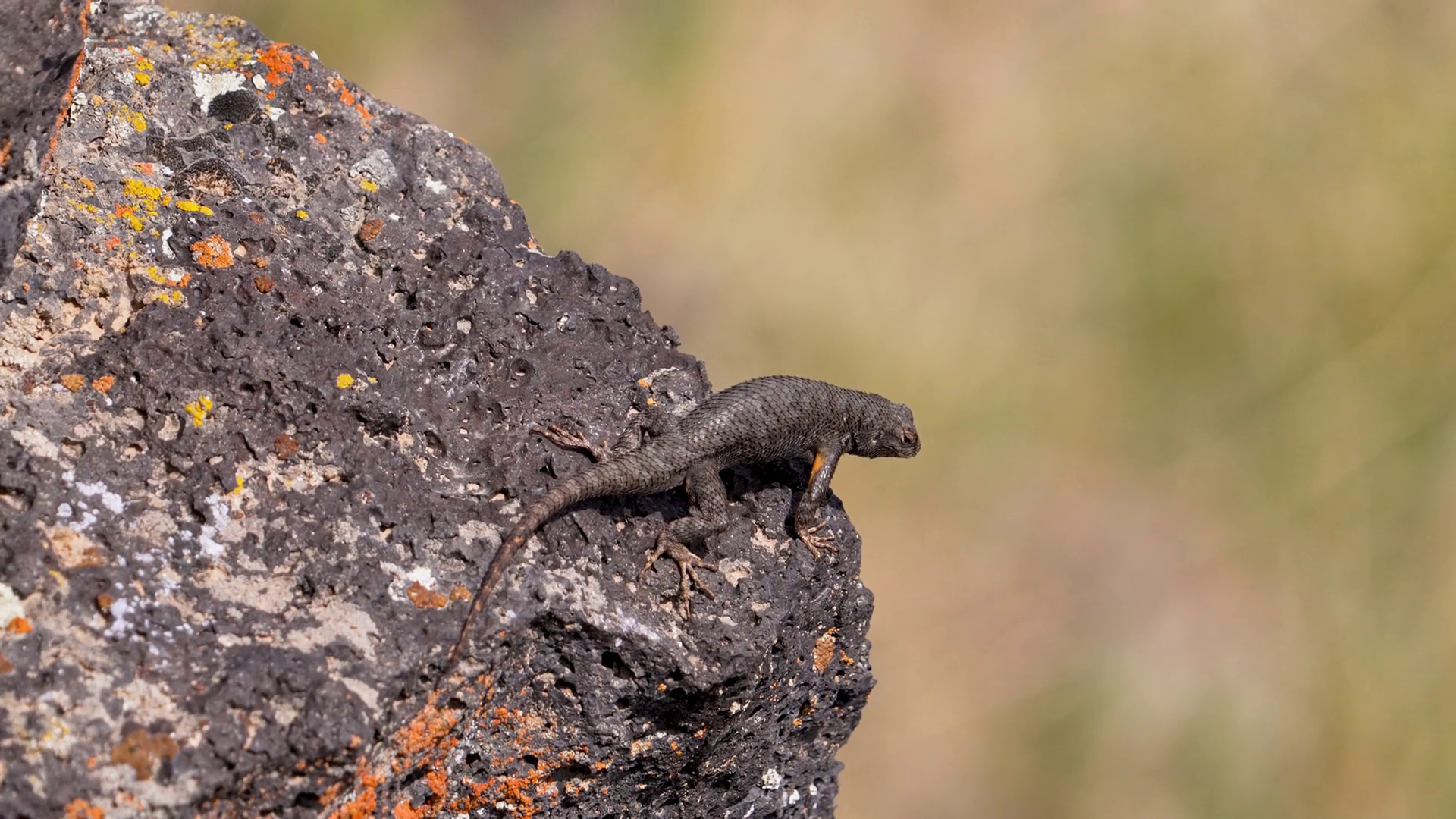 Fence Lizard Doing Push-ups On Rock Showing Stock Footage SBV-352107565 ...